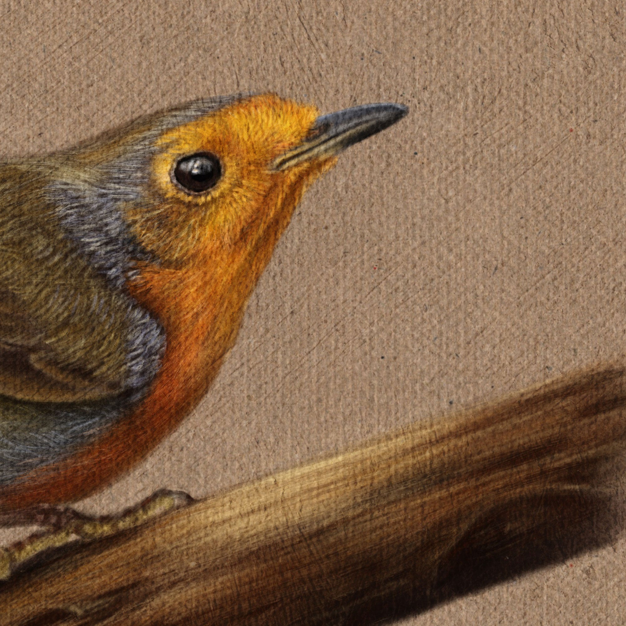 European Robin Art Prints (Erithacus rubecula), British garden bird ...