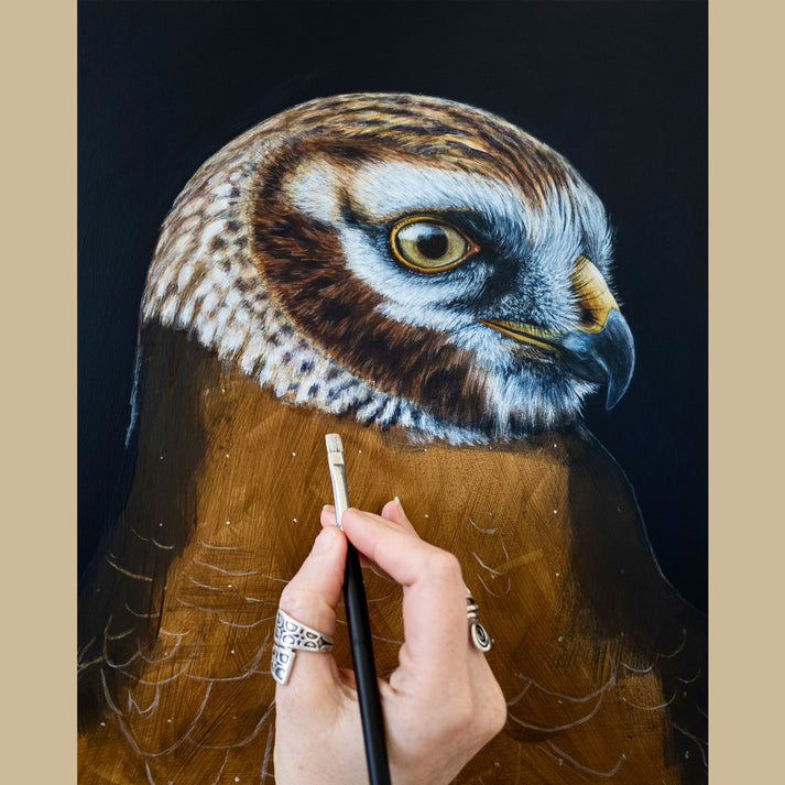 Original Female Hen Harrier Painting (circus cyaneus) by Jill Dimond ...