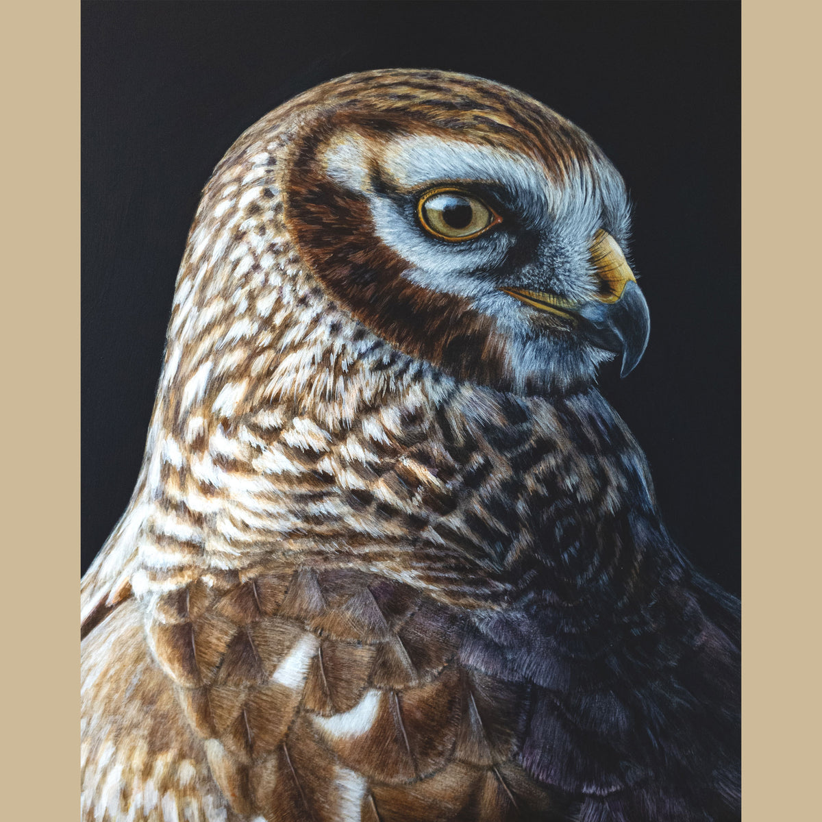 Original Female Hen Harrier Painting (circus cyaneus) by Jill Dimond ...