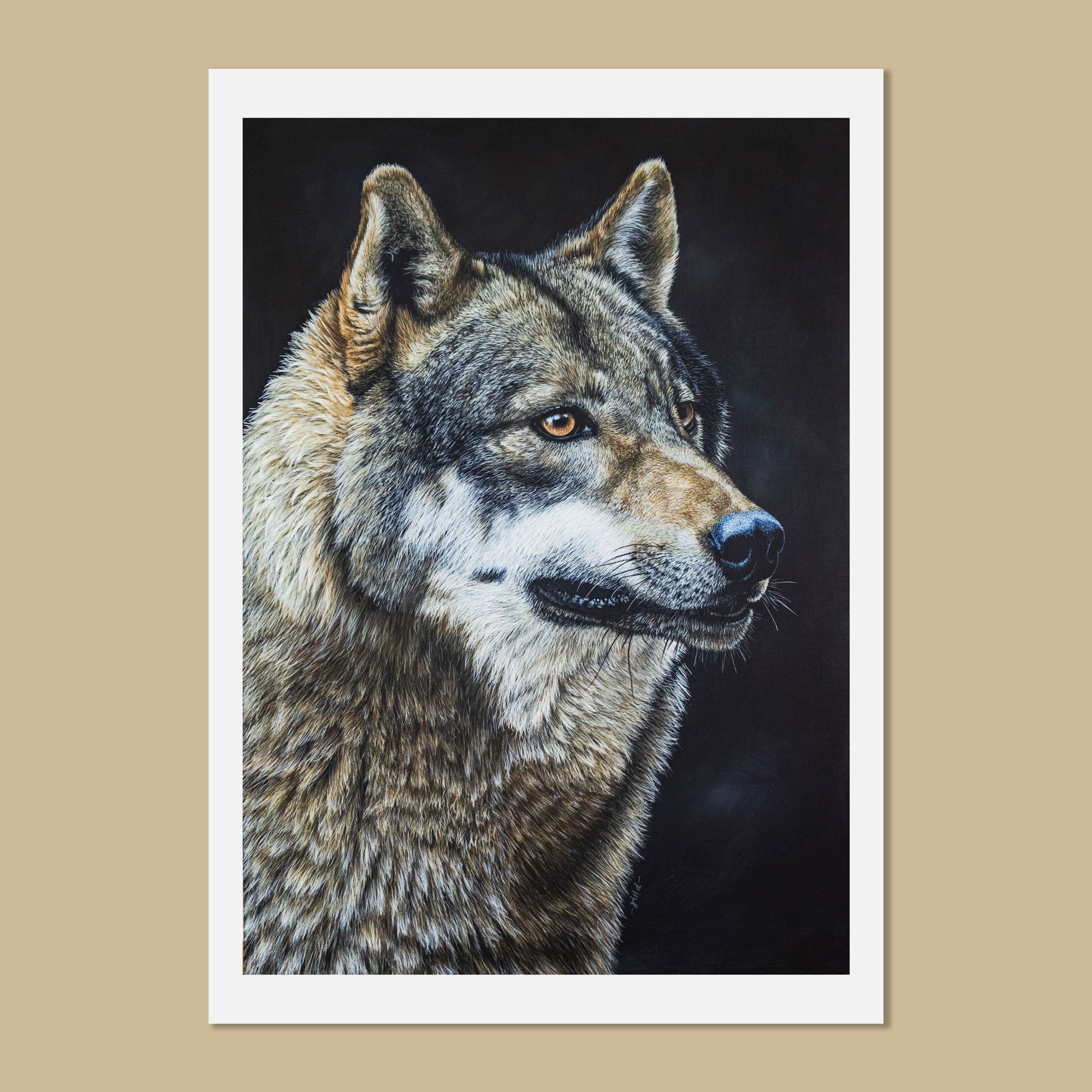 Wolf Portrait Art Prints (canis lupus) by wildlife artist Jill Dimond ...
