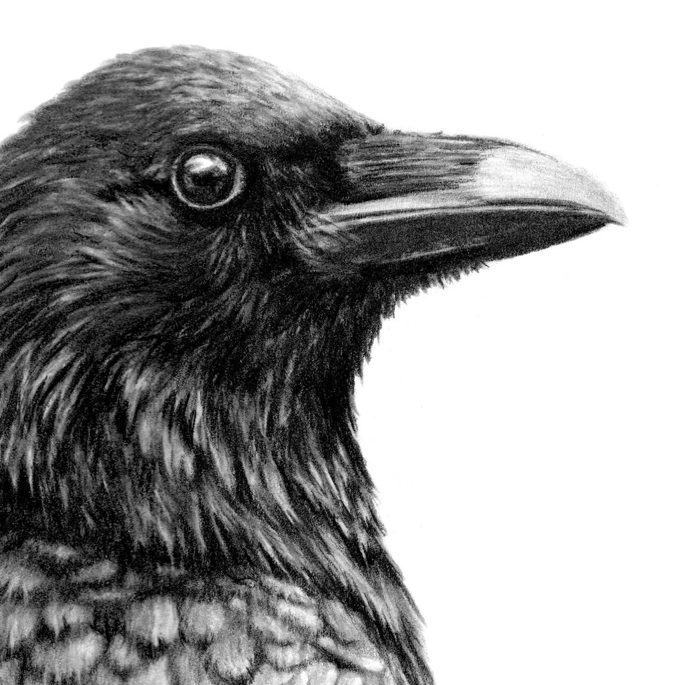 Original Crow Pencil Drawing (corvus corone) – TheThrivingWild