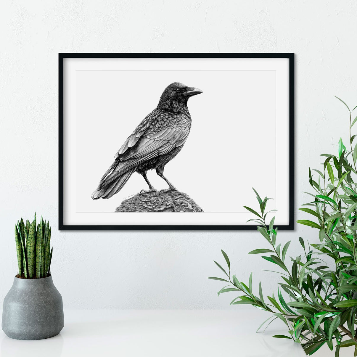 Original Crow Pencil Drawing (corvus corone) – TheThrivingWild