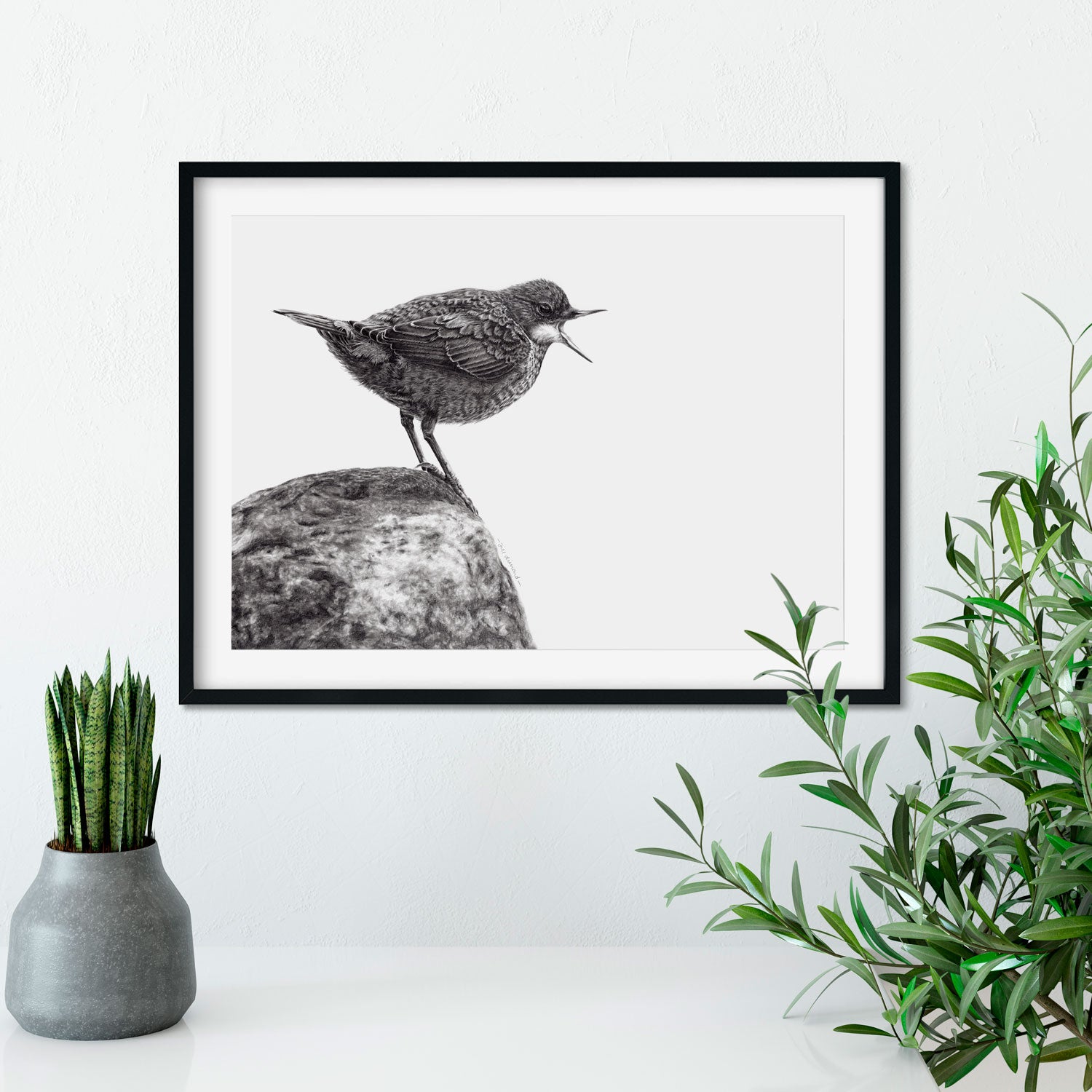 Original White-Throated Dipper Pencil Drawing (cinclus cinclus ...