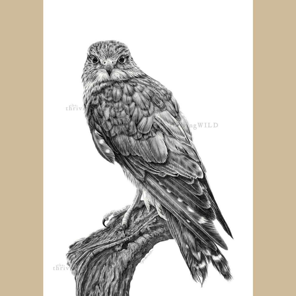 Original Female Merlin Pencil Drawing (falco columbarius) — TheThrivingWild