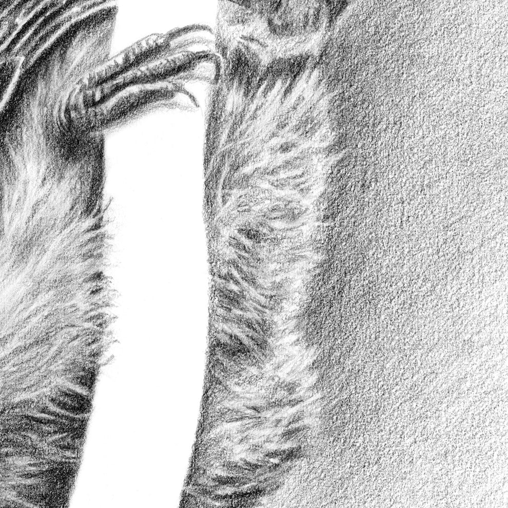 Original Nuthatch Pencil Drawing | FREE UK SHIPPING! – TheThrivingWild