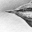 Original Nuthatch Pencil Drawing | FREE UK SHIPPING! – TheThrivingWild