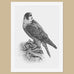 Original Peregrine Pencil Drawing | FREE UK SHIPPING! – TheThrivingWild