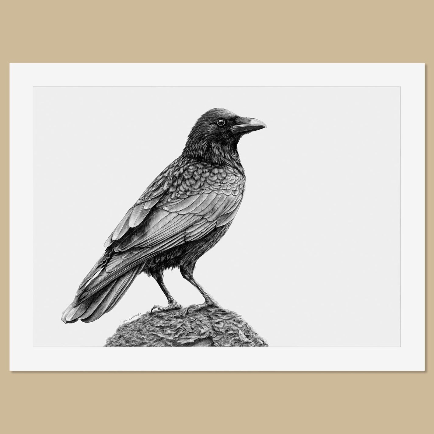 Original Crow Pencil Drawing (corvus corone) – TheThrivingWild