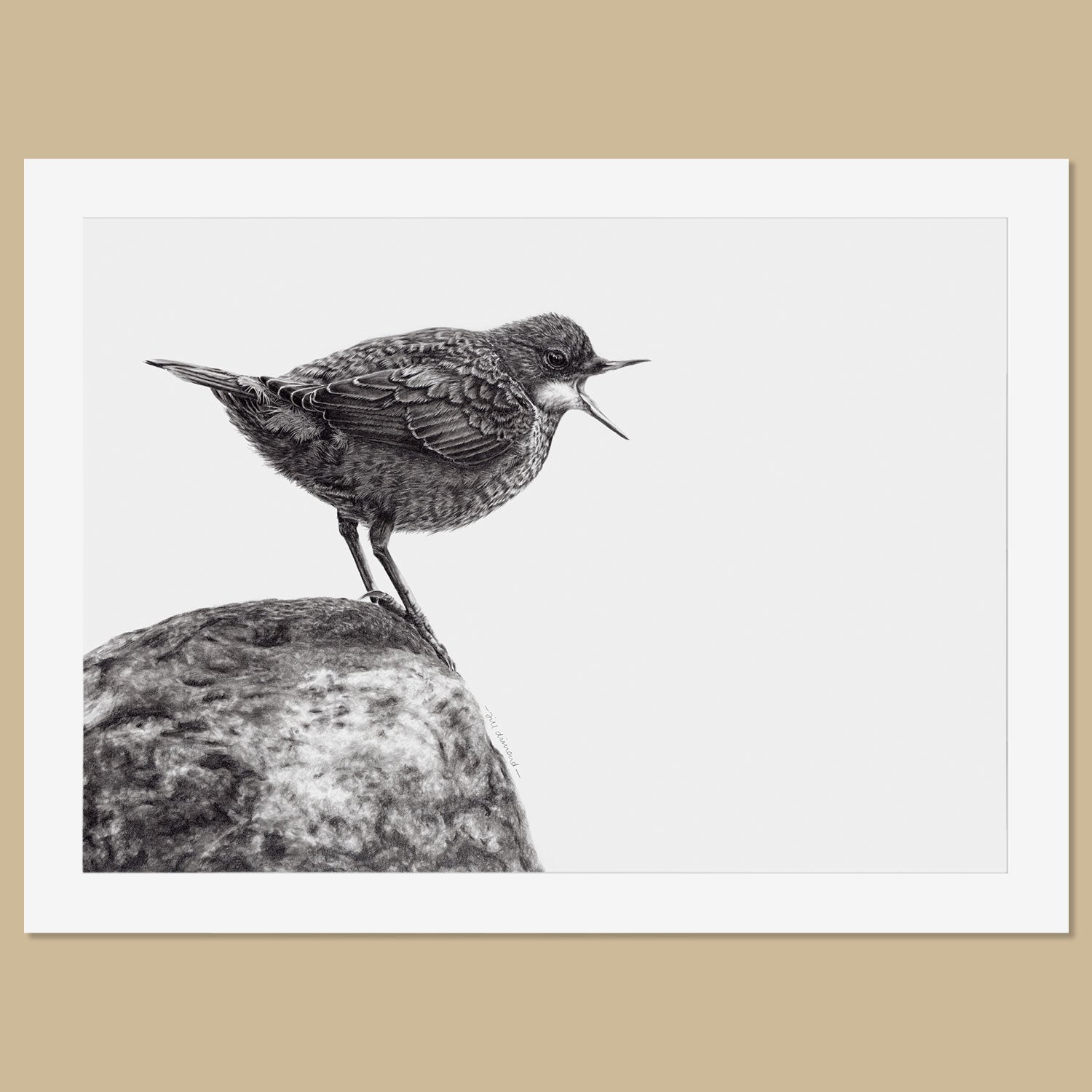 Original White-Throated Dipper Pencil Drawing (cinclus cinclus ...