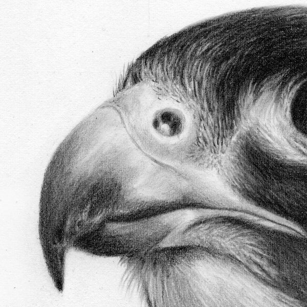 Original Peregrine Falcon Pencil Drawing by Jill Dimond – TheThrivingWild