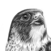 Original Peregrine Pencil Drawing | FREE UK SHIPPING! – TheThrivingWild