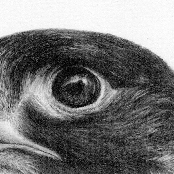 Original Peregrine Falcon Pencil Drawing by Jill Dimond – TheThrivingWild